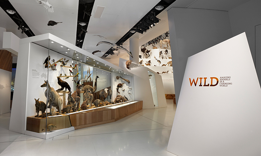 Wild: Amazing Animals in a Changing World - SEGD - Designers of Experiences
