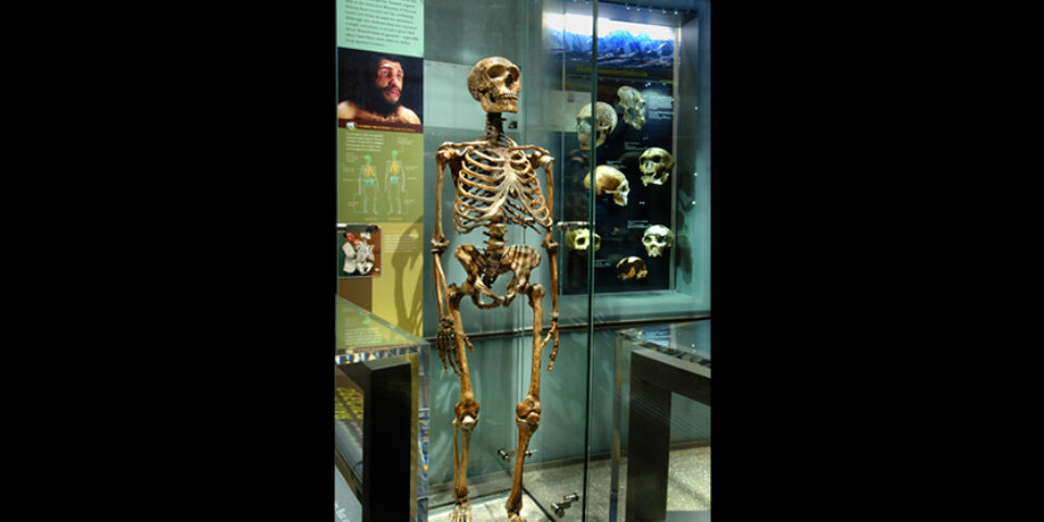 Hall of Human Origins - SEGD - Designers of Experiences