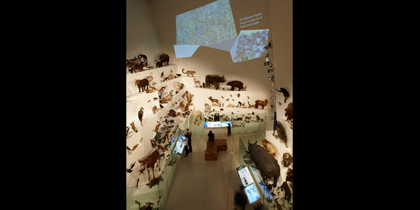 Wild: Amazing Animals in a Changing World - SEGD - Designers of Experiences