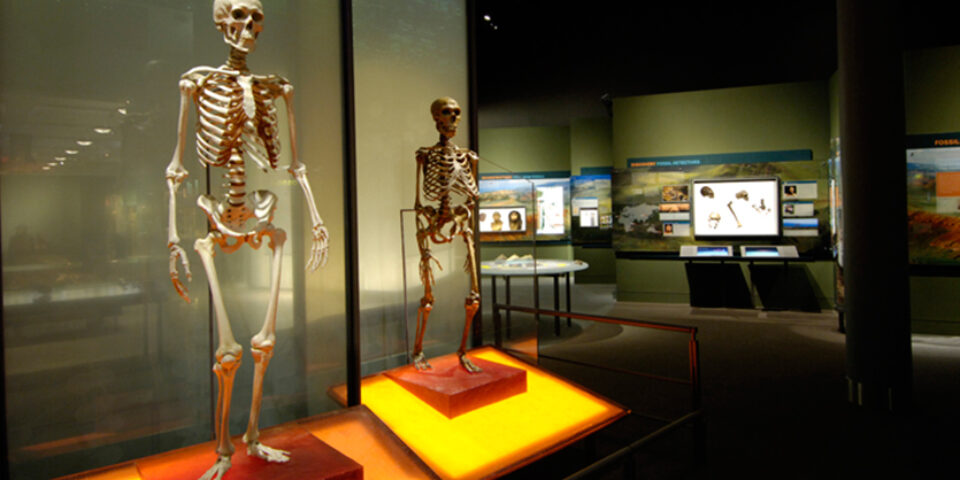 Hall of Human Origins - SEGD - Designers of Experiences