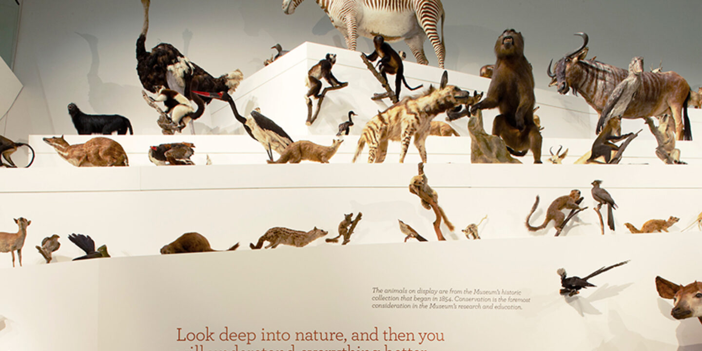 Wild: Amazing Animals in a Changing World - SEGD - Designers of Experiences