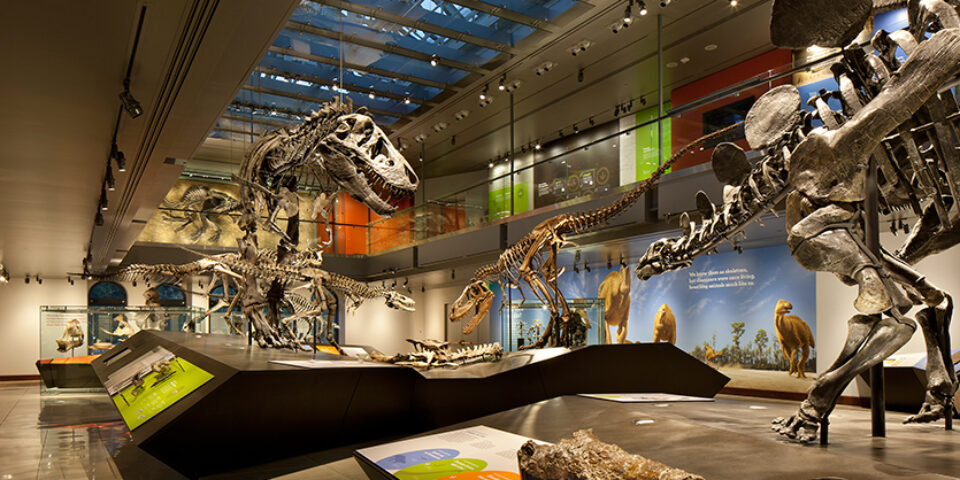 Dinosaur Hall - SEGD - Designers of Experiences