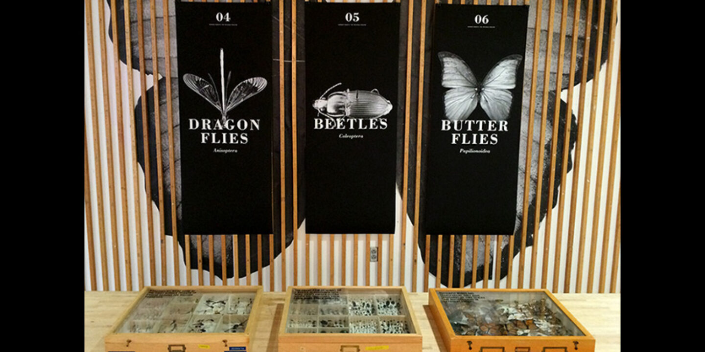 Wing It—The Winged Insect Exhibit - SEGD - Designers of Experiences