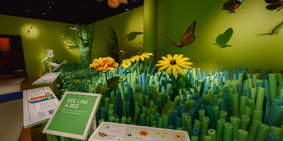 Our Senses: An Immersive Experience - SEGD - Designers of Experiences