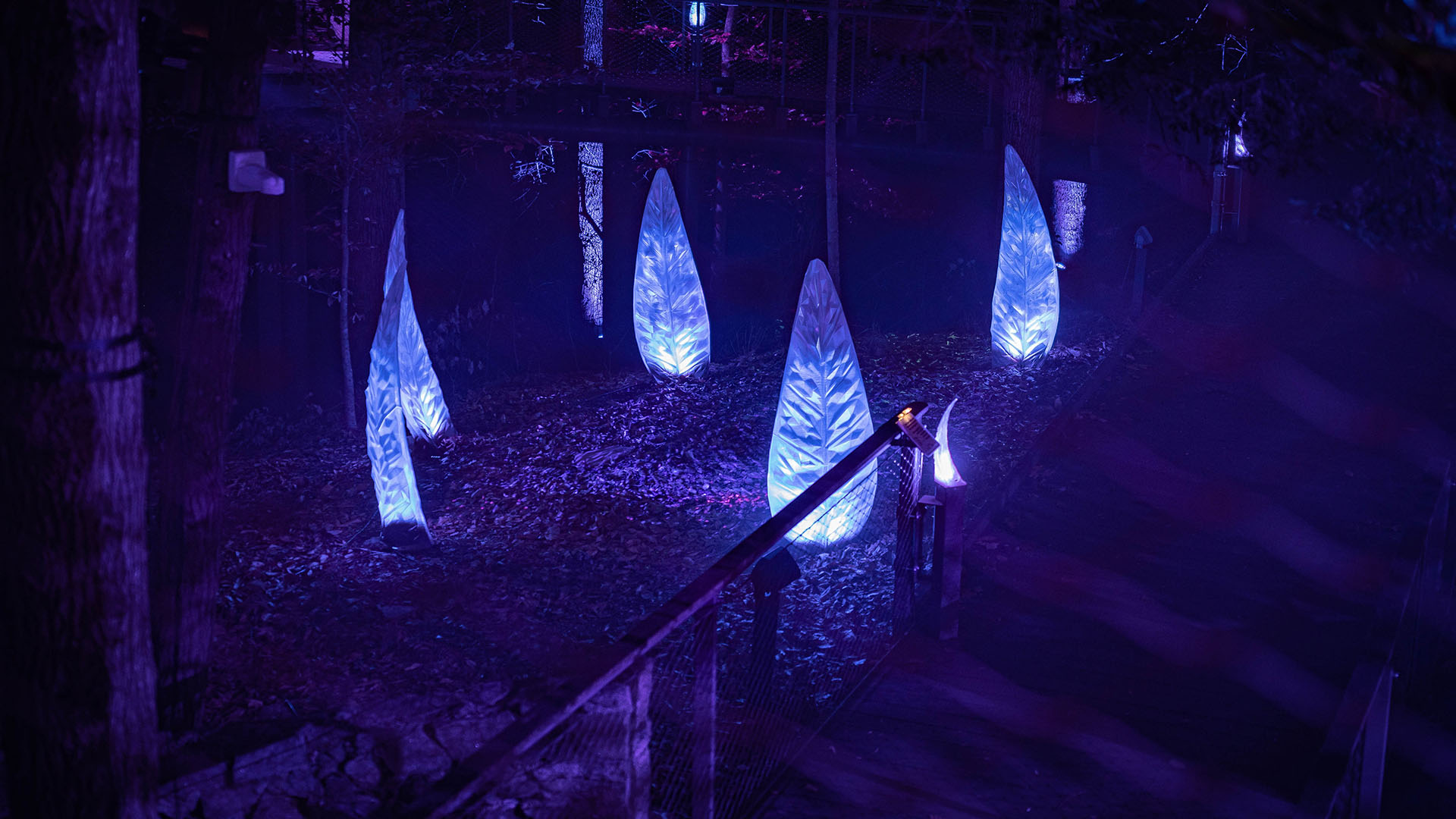 WildWoods: AGLOW at the Fernbank Museum - SEGD - Designers of Experiences